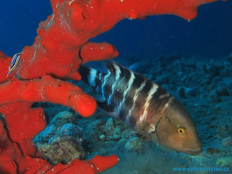 Pyskouni a kněžíci - Ryby Rudého moře - Potápění Hurghada